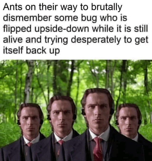 The best Ants memes :) Memedroid