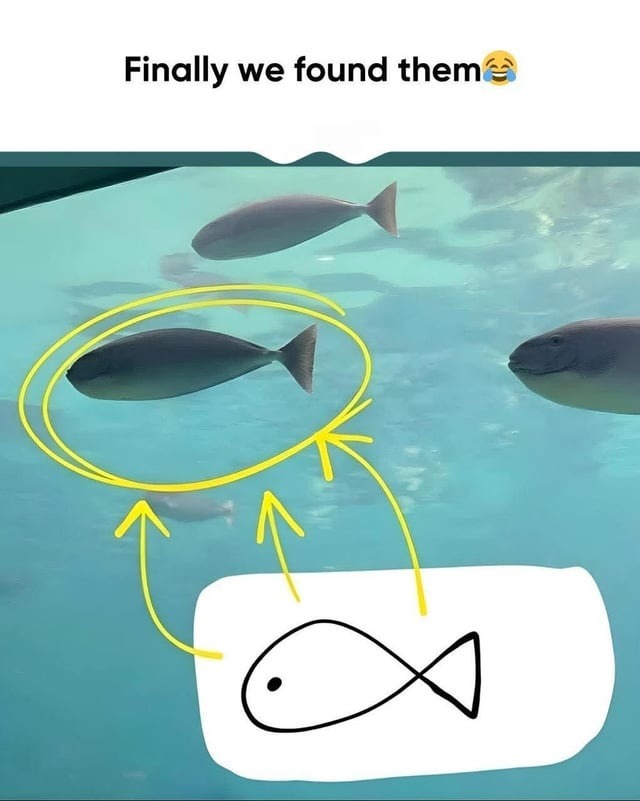 The best Fish memes :) Memedroid