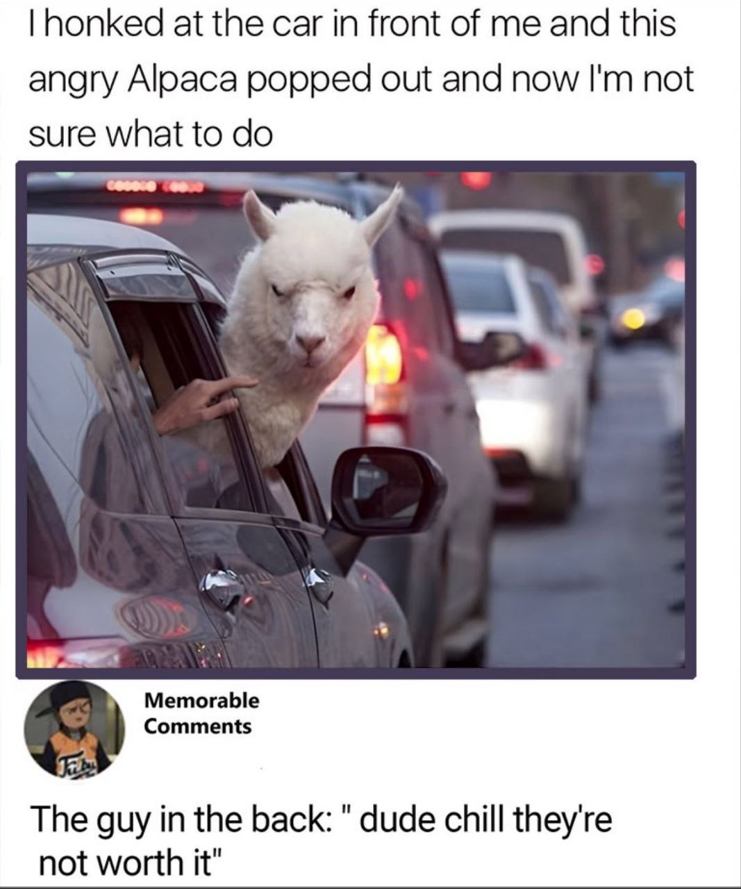 The best Alpaca memes :) Memedroid