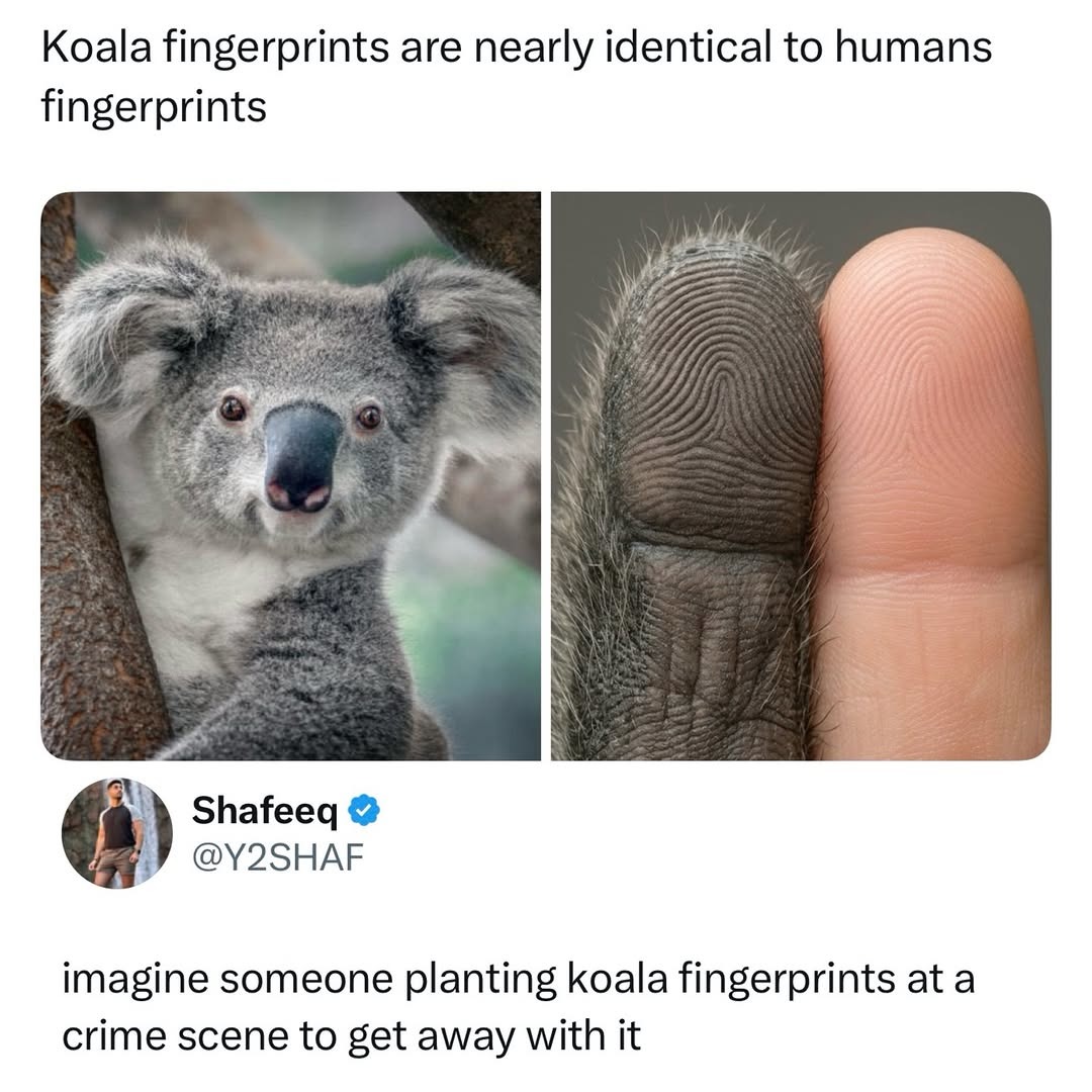 The best Koala memes :) Memedroid
